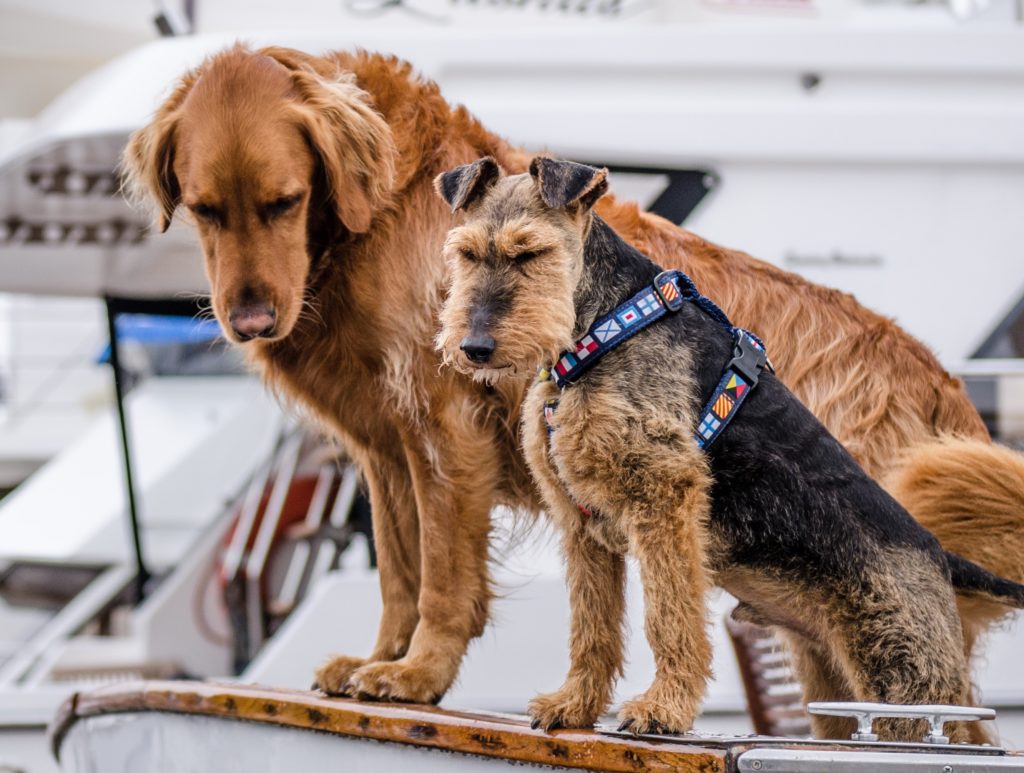 Why You Should Always Be Training Your Replacement – ainslies.org